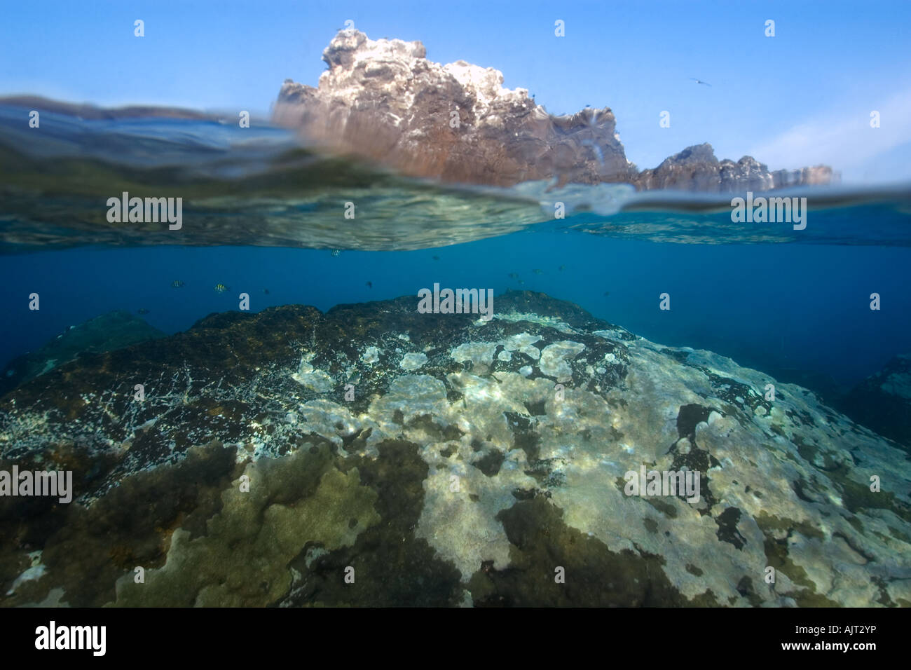 Split image of rocks and underwater substrate St Peter and St Paul s ...