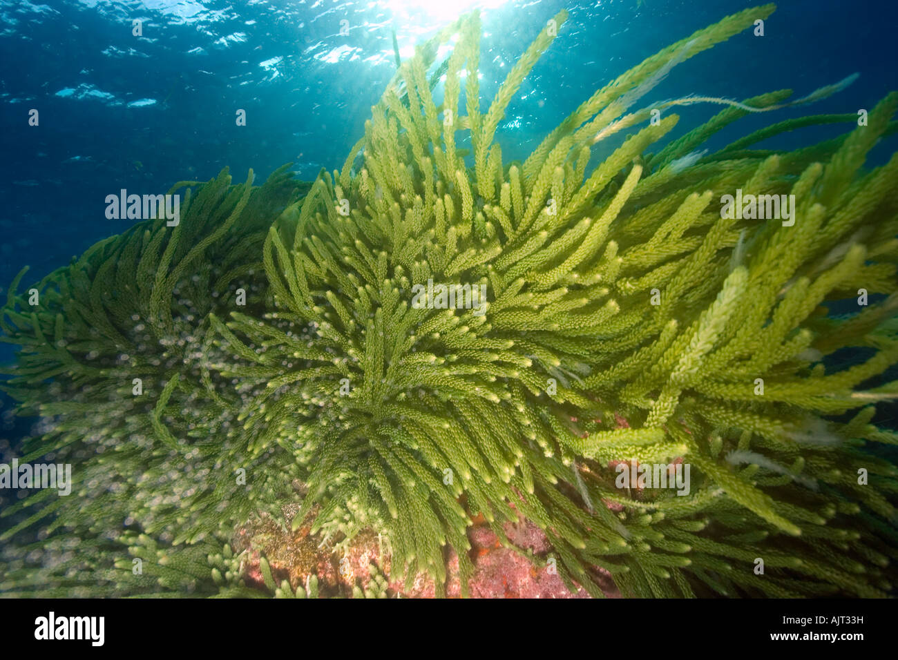 Caulerpa racemosa hi-res stock photography and images - Alamy