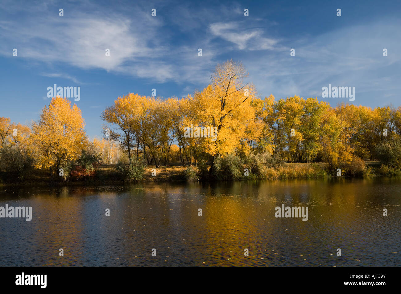 Autumn fall forest reflecting in water, Volga Akhtuba plain, Russia ...