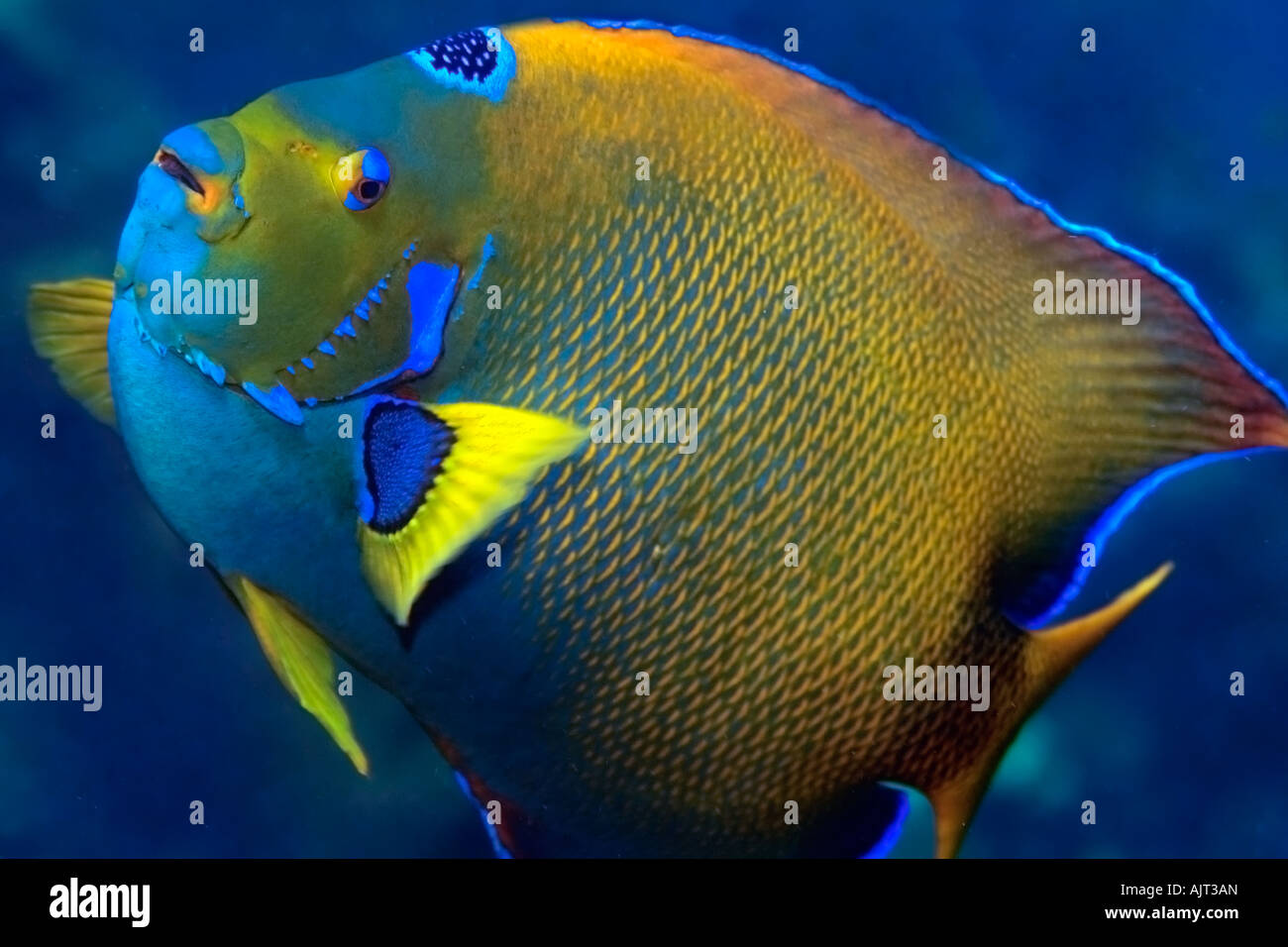 Queen angelfish Holacanthus ciliaris St Peter and St Paul s rocks ...
