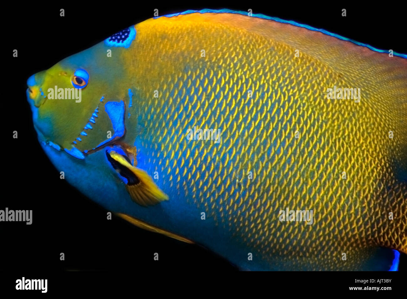 Queen angelfish Holacanthus ciliaris St Peter and St Paul s rocks ...