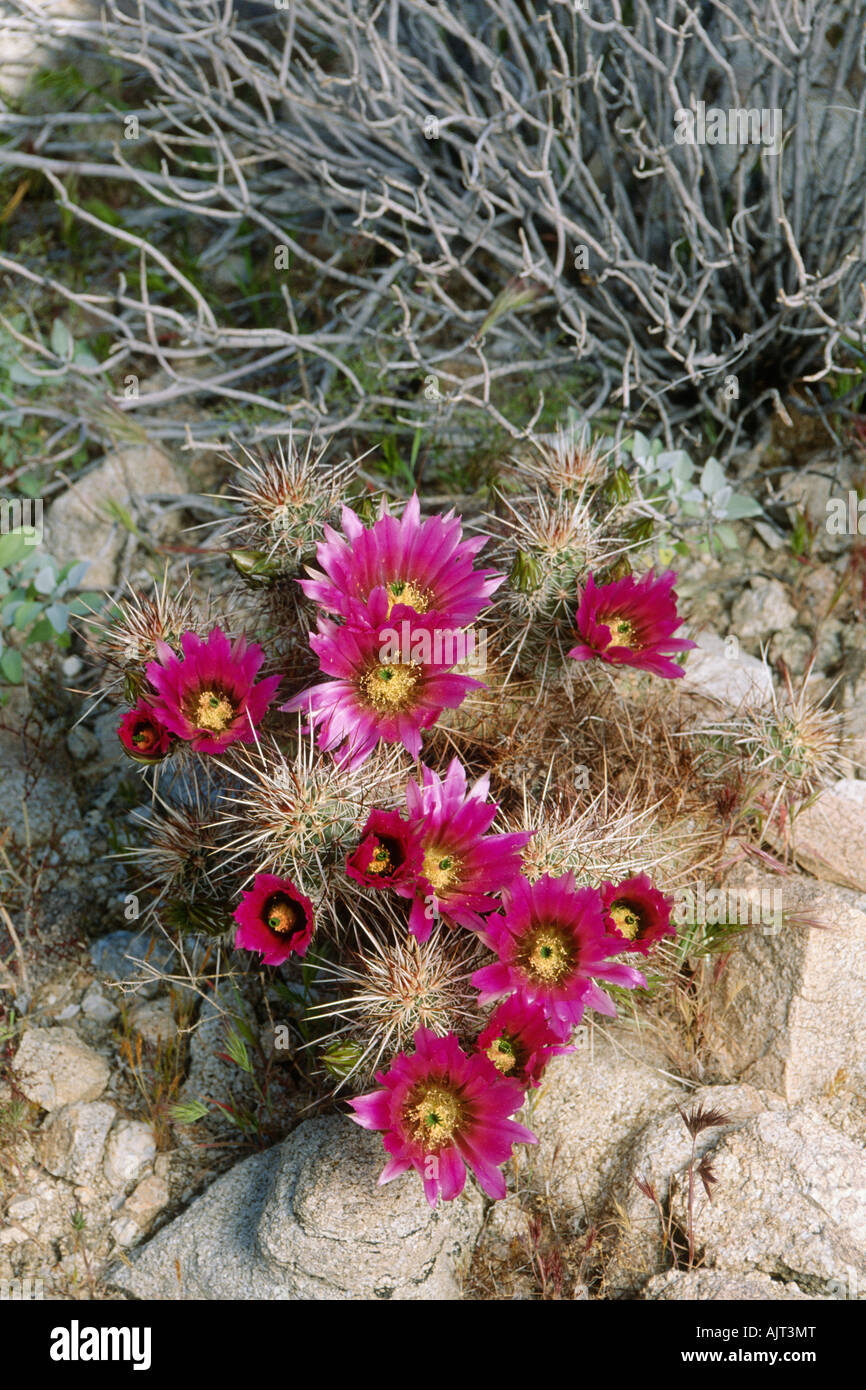Hedgehog cactus (Echinocereus sp Stock Photo - Alamy
