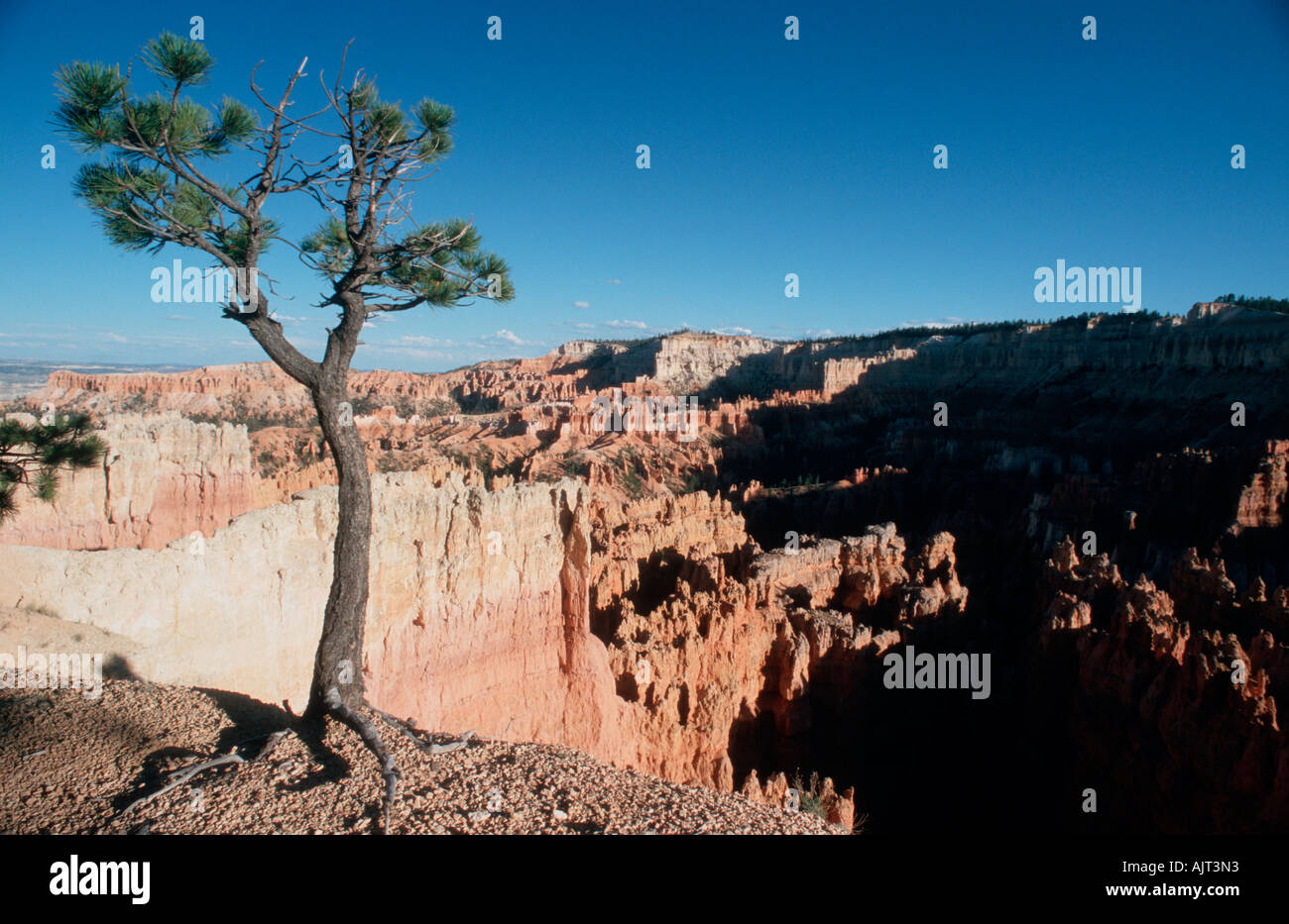 Lone pine tree bryce canyon national park hi-res stock photography and ...