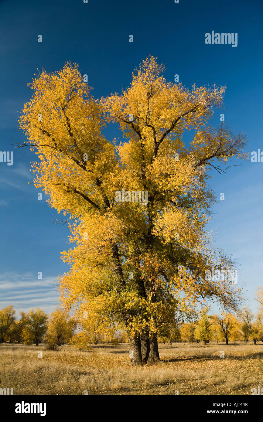Autumn poplar trees growing close to each other as a single tree, Volga ...
