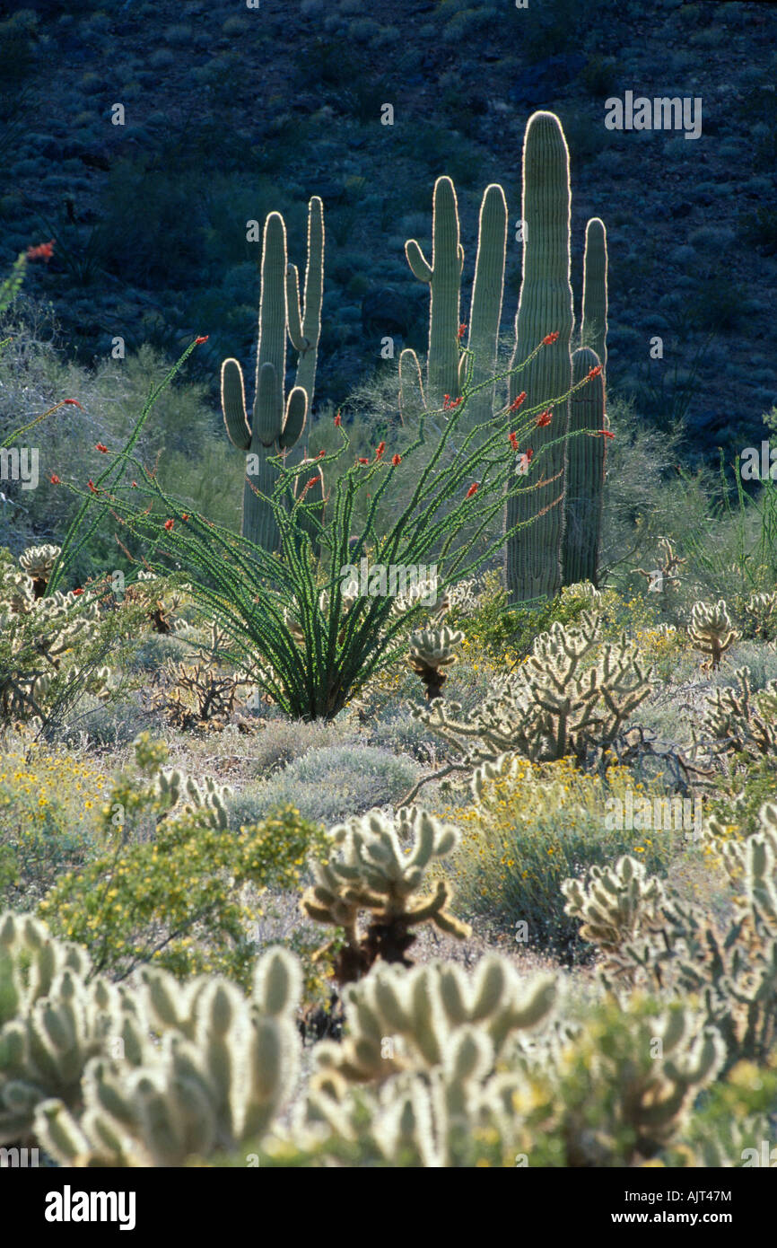 Sonoran Desert cactus and plants Stock Photo - Alamy