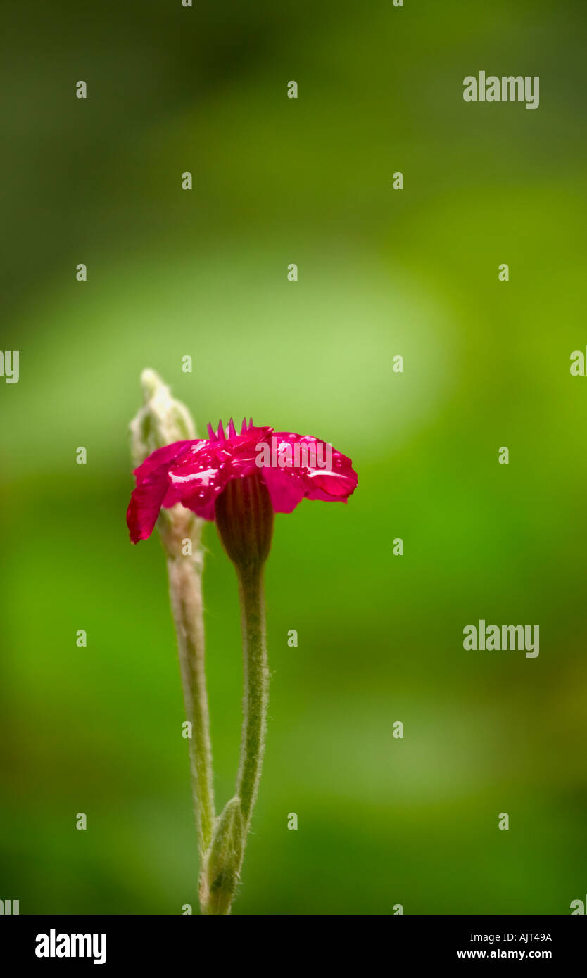Prominent open flower hi-res stock photography and images - Alamy