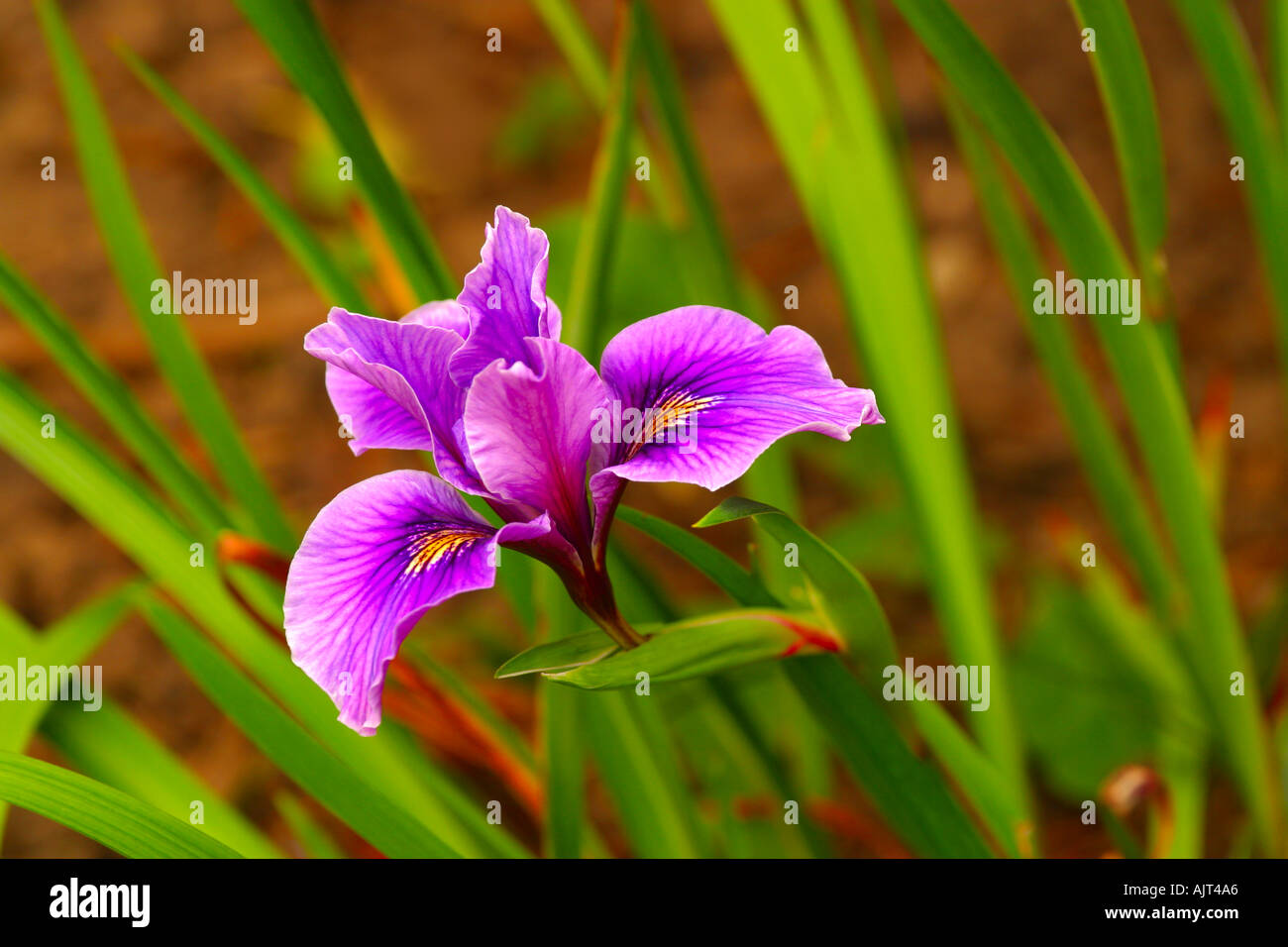 Iris pics hi-res stock photography and images - Alamy
