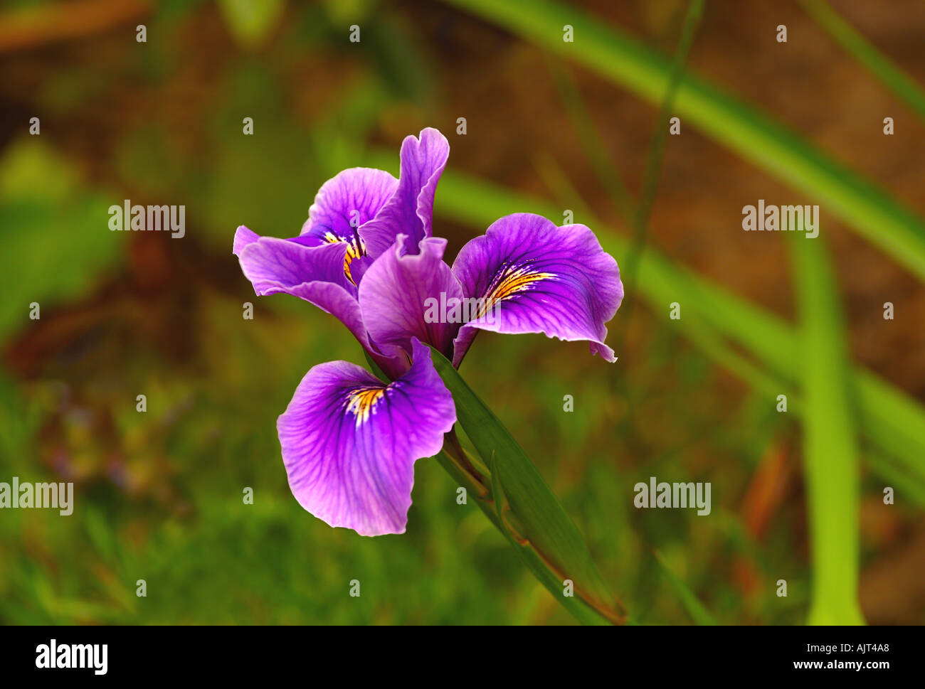 Reg0130 hi-res stock photography and images - Alamy