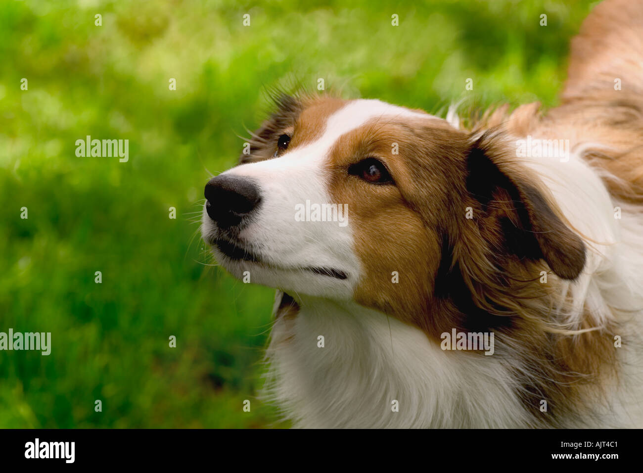A dog s face Stock Photo - Alamy