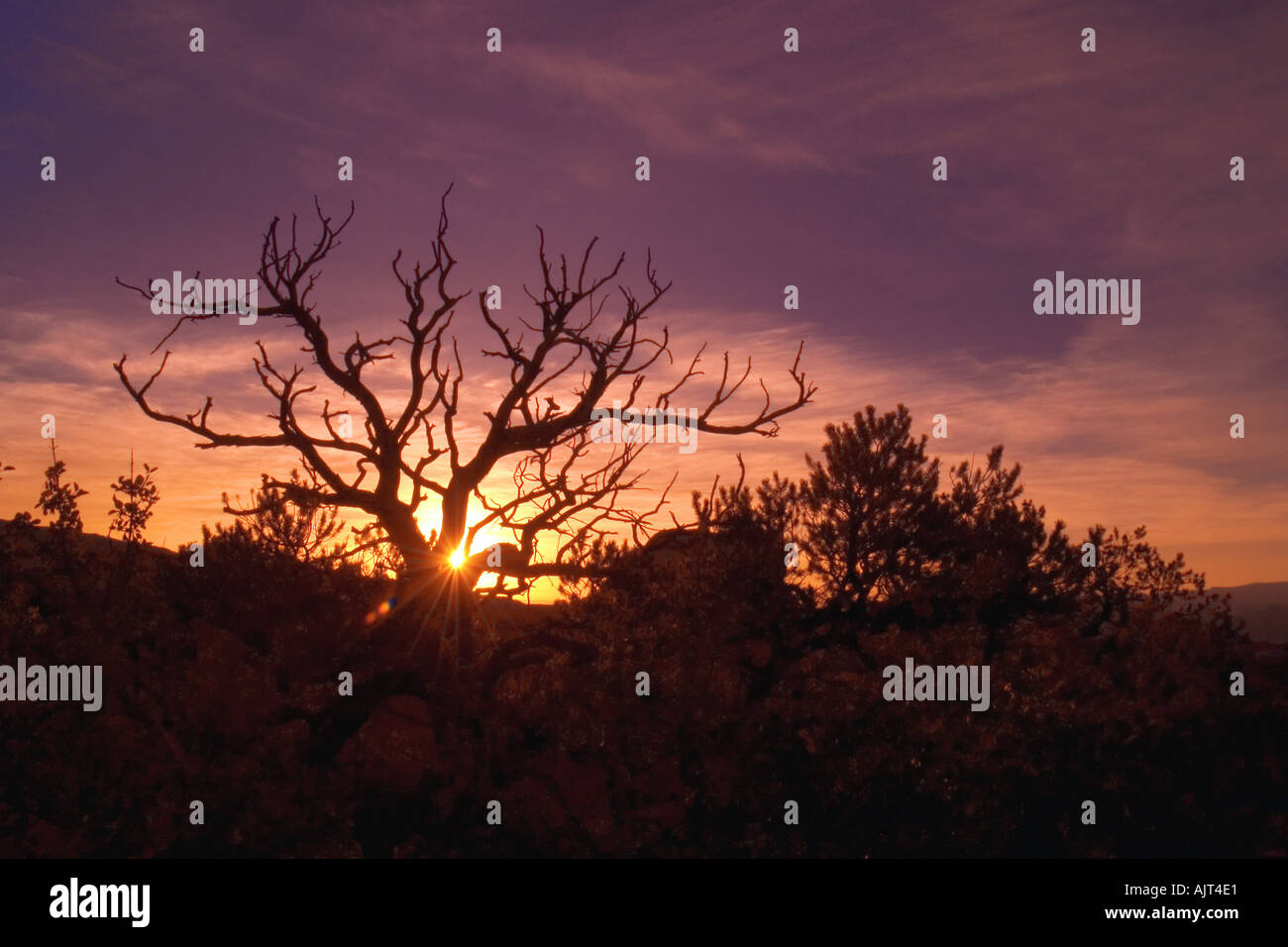 Tree silhouette at sunrise Stock Photo - Alamy