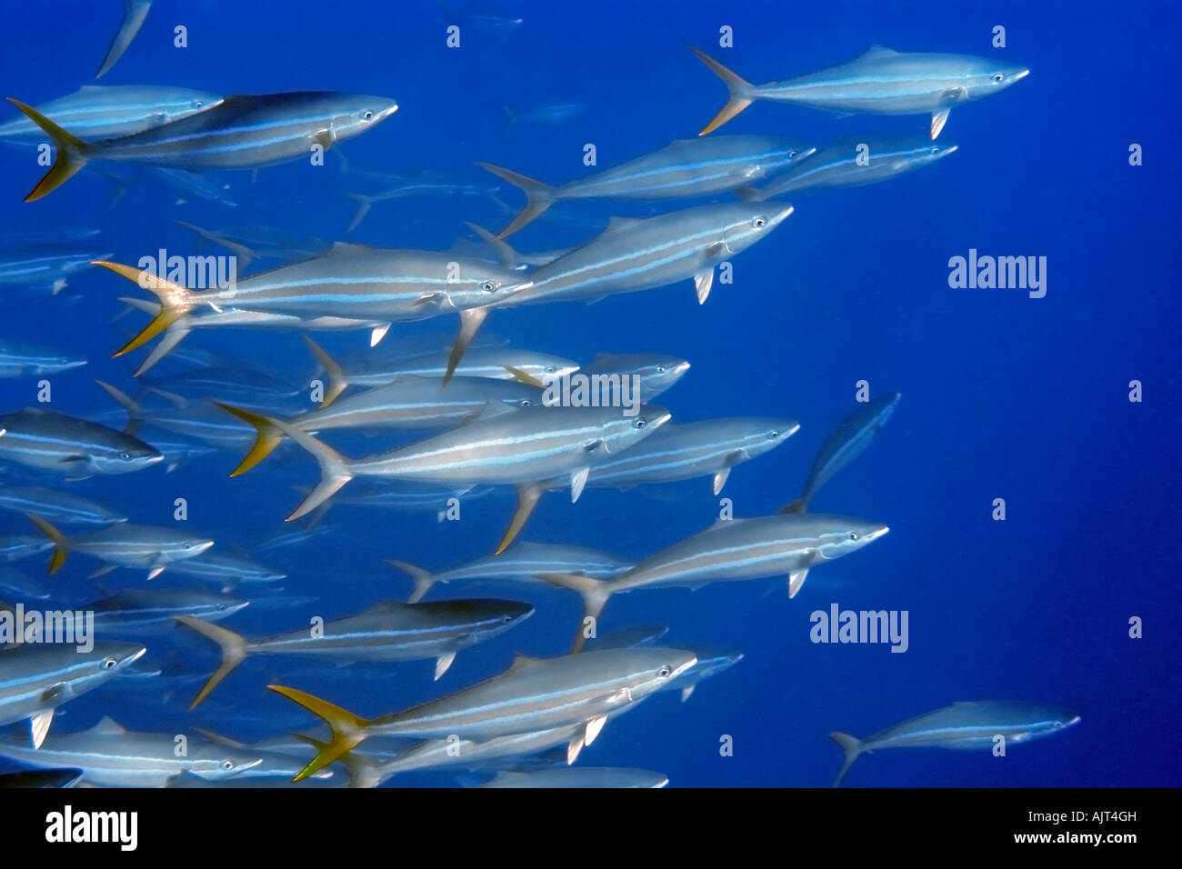 Rainbow runner Elagatis bipinnulata schooling St Peter and St Paul s ...