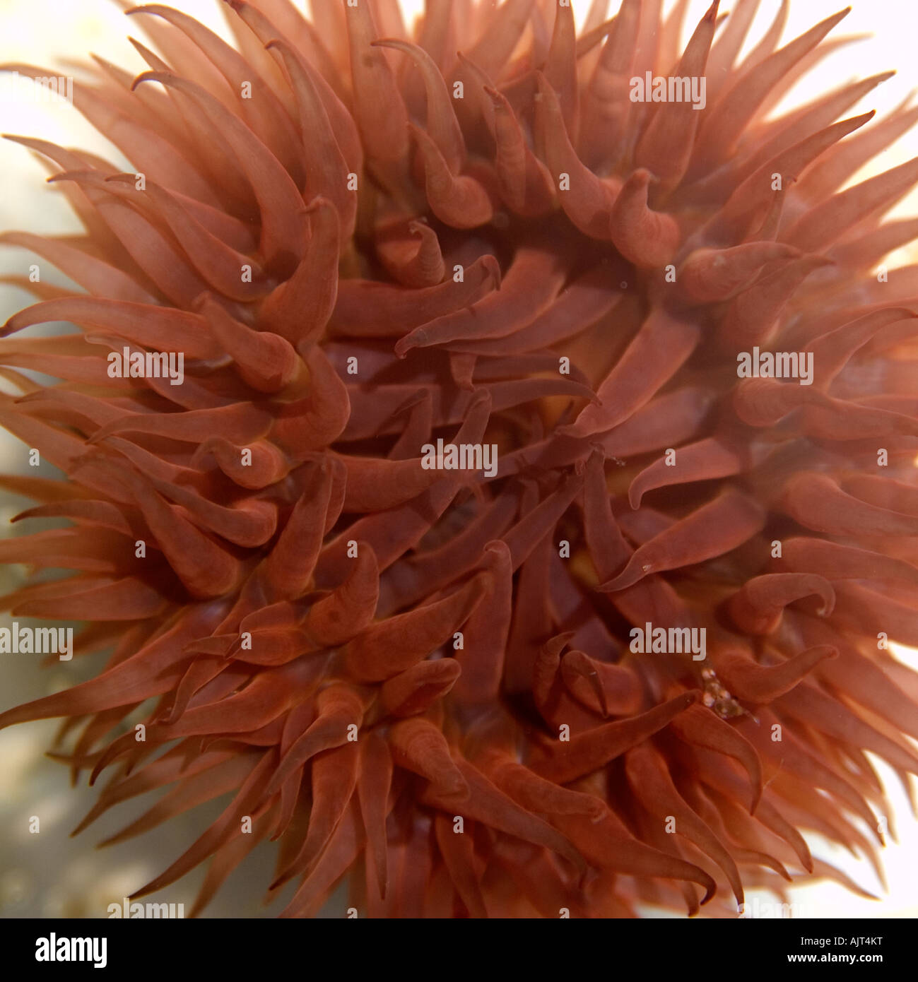 Sea anemone Bunodosoma caissarum St Peter and St Paul s rocks Brazil ...