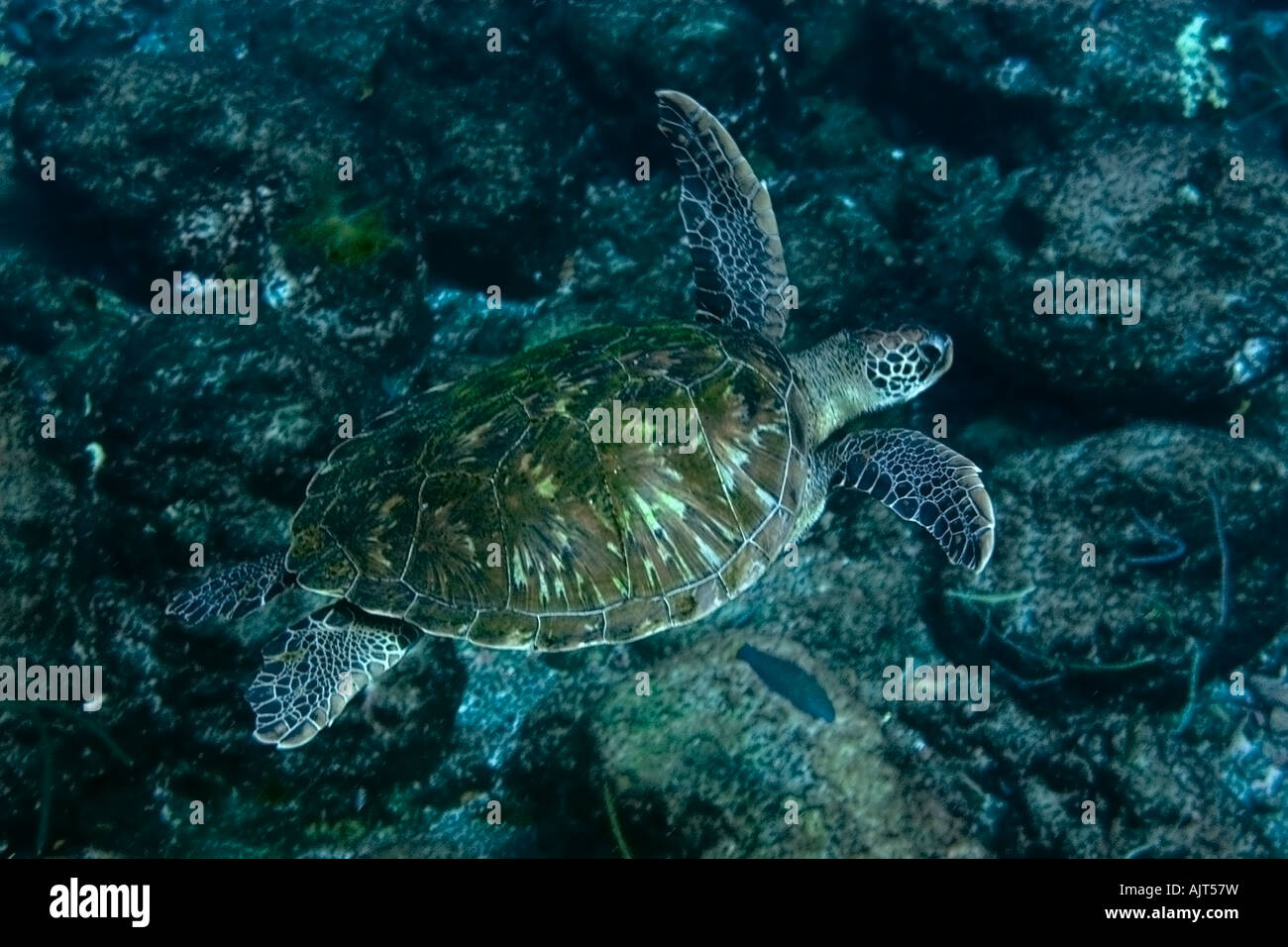 Green sea turtle Chelonia mydas St Peter and St Paul s rocks Brazil ...