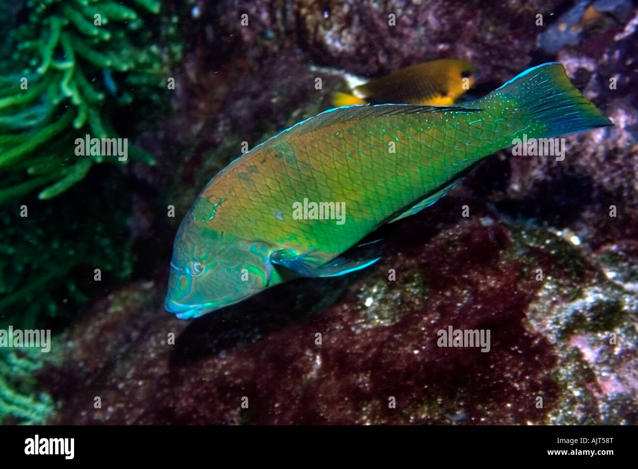 Puddingwife wrasse Halichoeres radiatus St Peter and St Paul s rocks ...