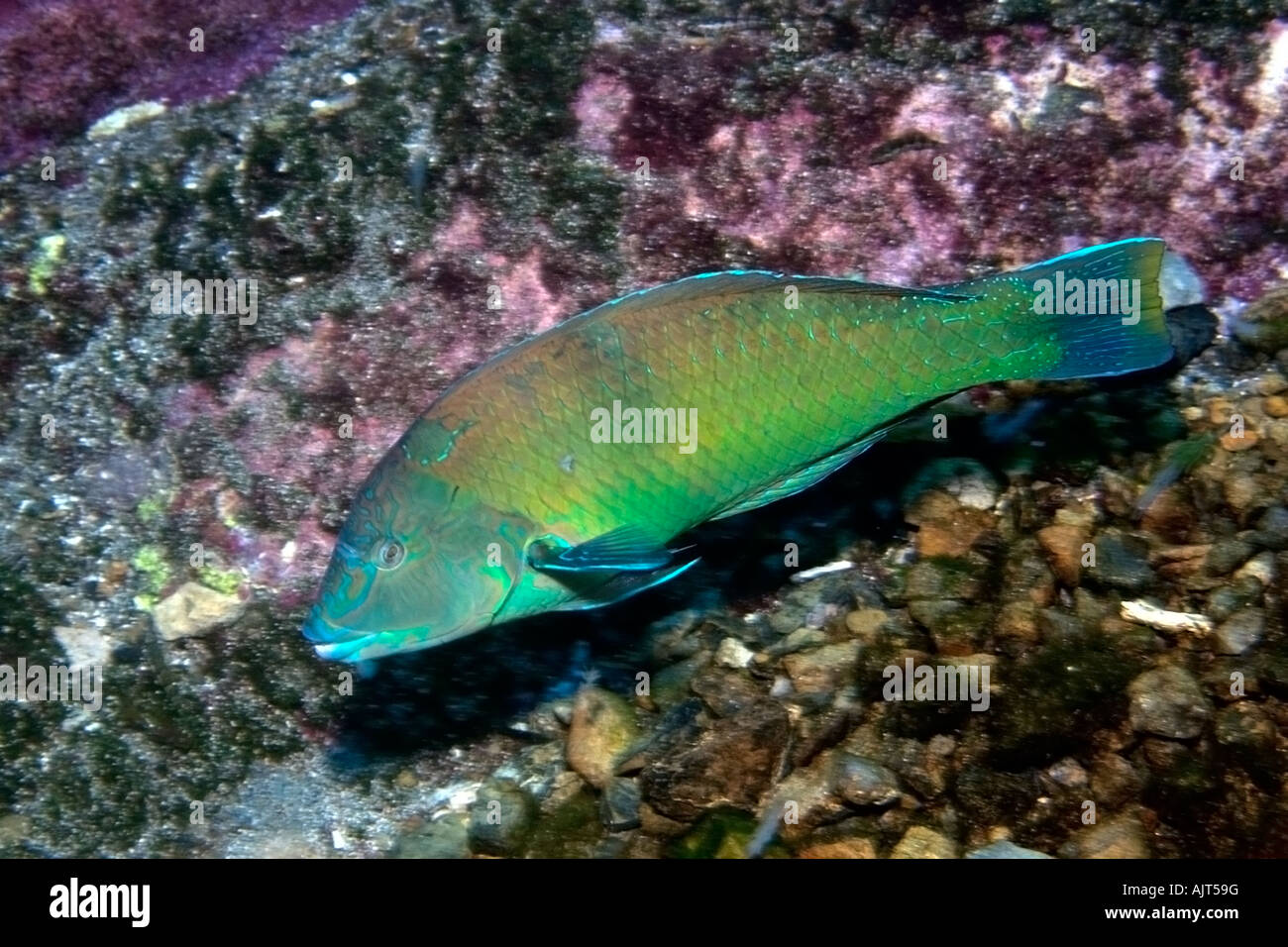 Puddingwife wrasse Halichoeres radiatus St Peter and St Paul s rocks ...