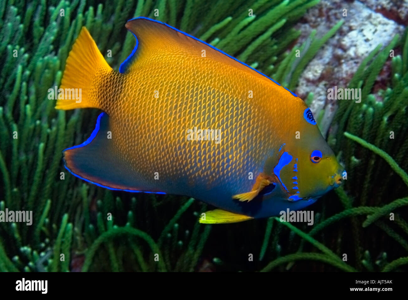 Queen angelfish Holacanthus ciliaris St Peter and St Paul s rocks ...