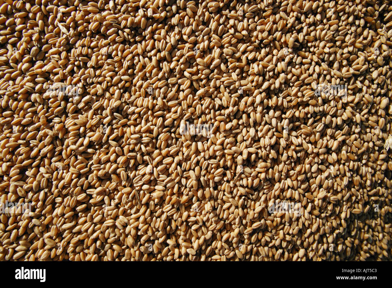 Kelly bean hi-res stock photography and images - Alamy