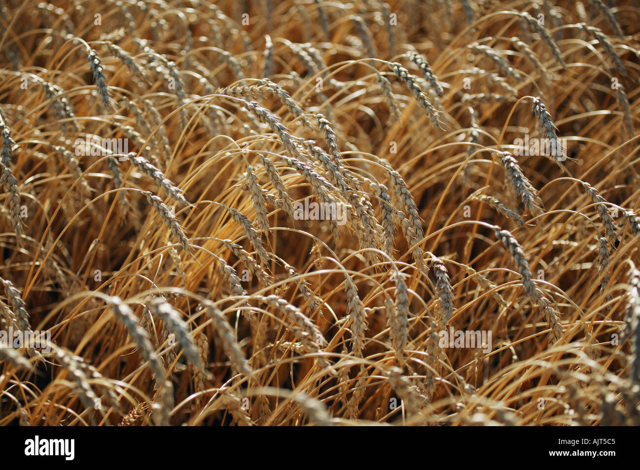 Grain in a field Stock Photo - Alamy