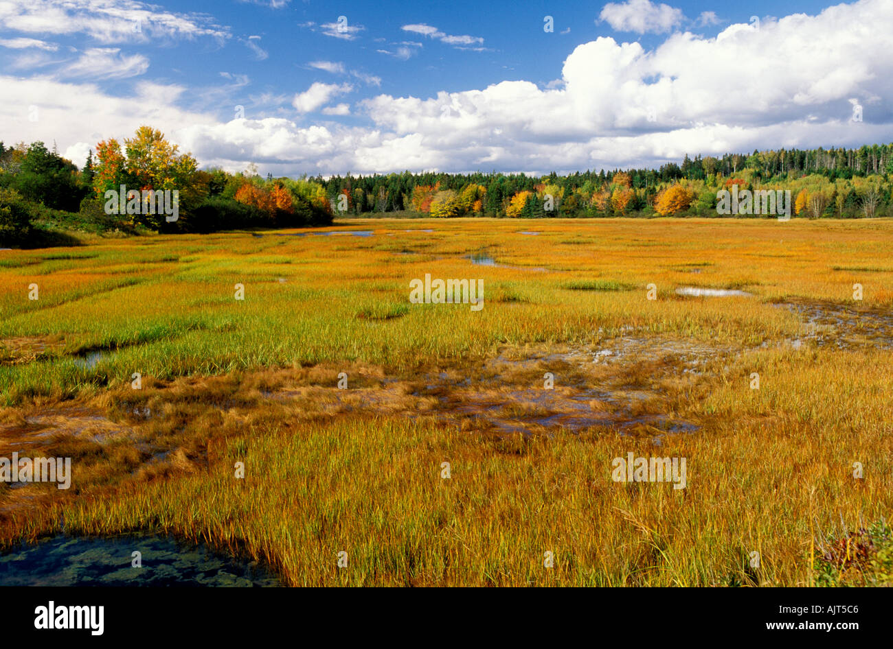 CANADA Nova Scotia Mahone Bay Indian Point salt water marsh in full ...