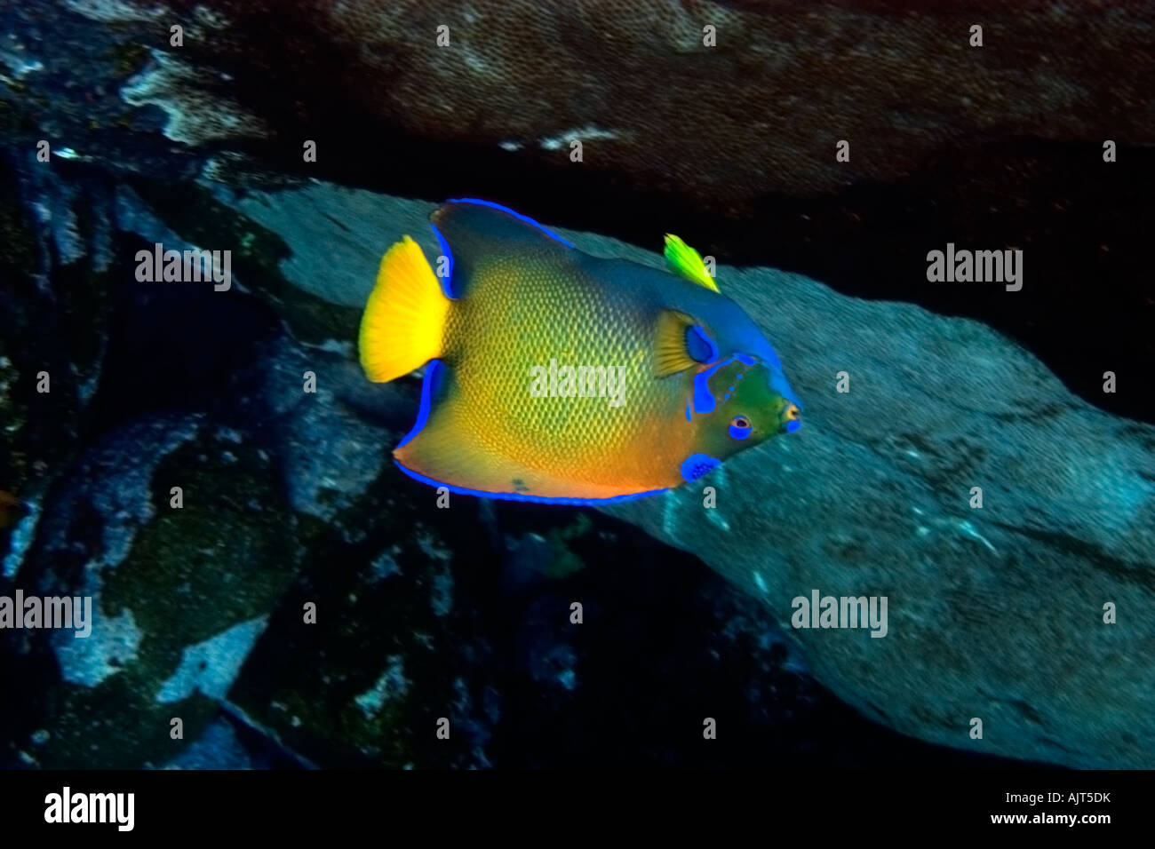 Queen angelfish Holacanthus ciliaris St Peter and St Paul s rocks ...
