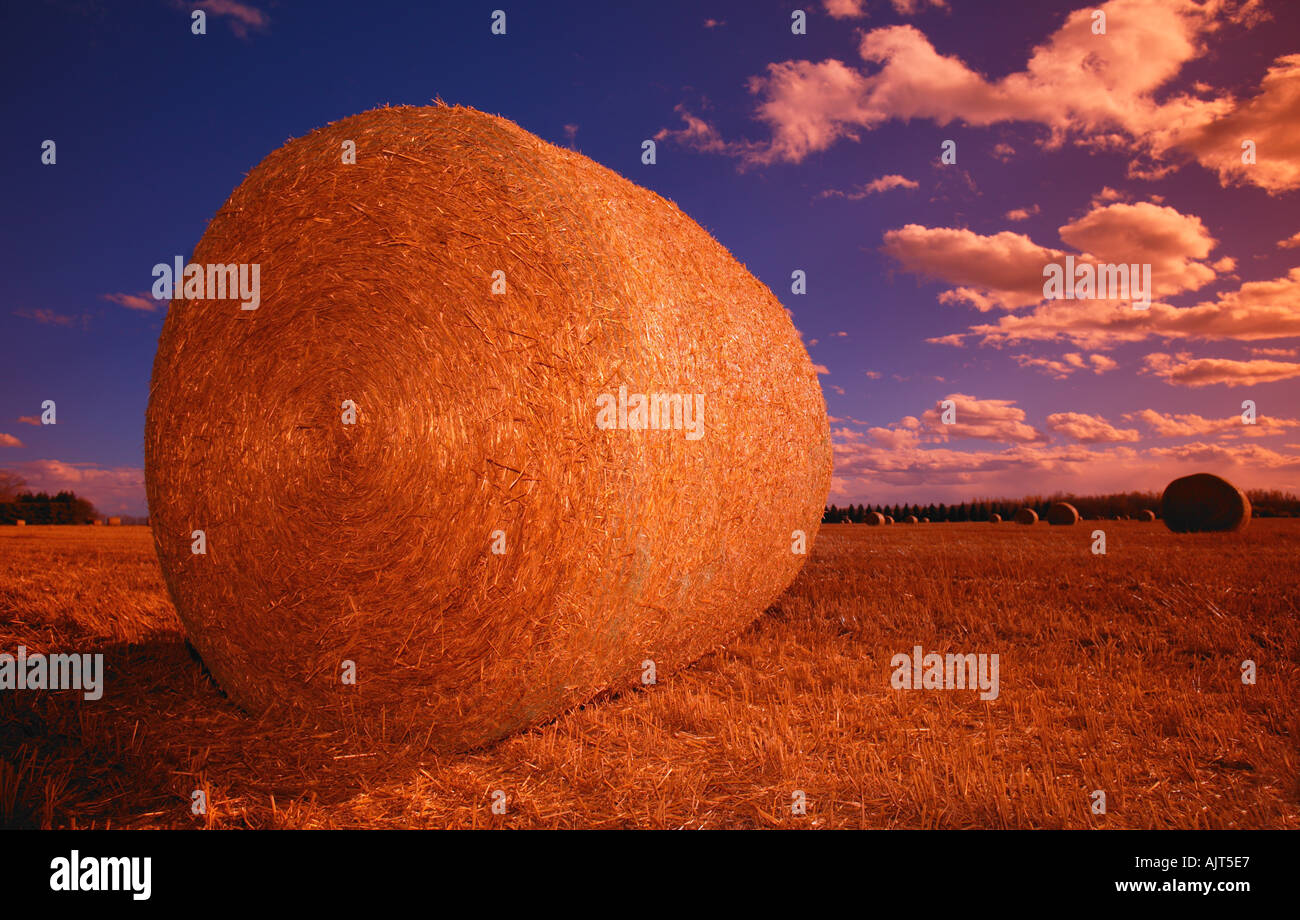 A bale of hay Stock Photo - Alamy