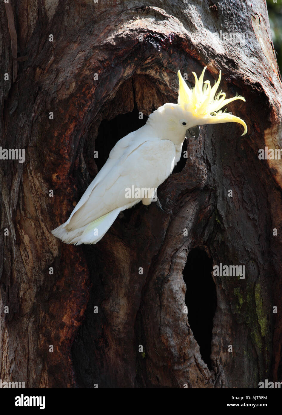 sulphur crested cockatoo, cacatua galerita, single adult outside a tree ...