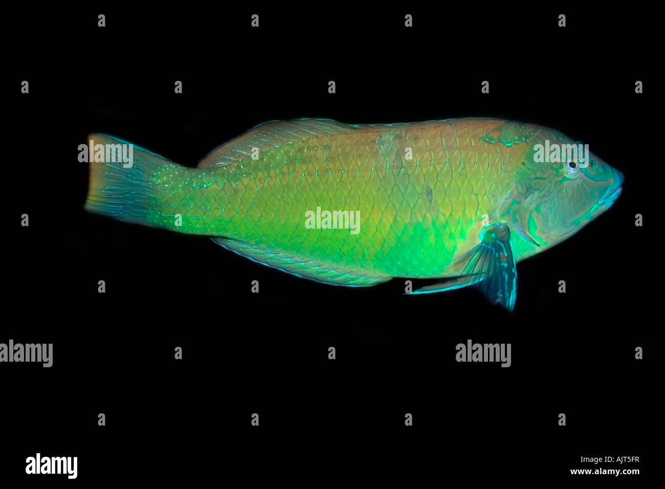 Puddingwife wrasse Halichoeres radiatus St Peter and St Paul s rocks ...