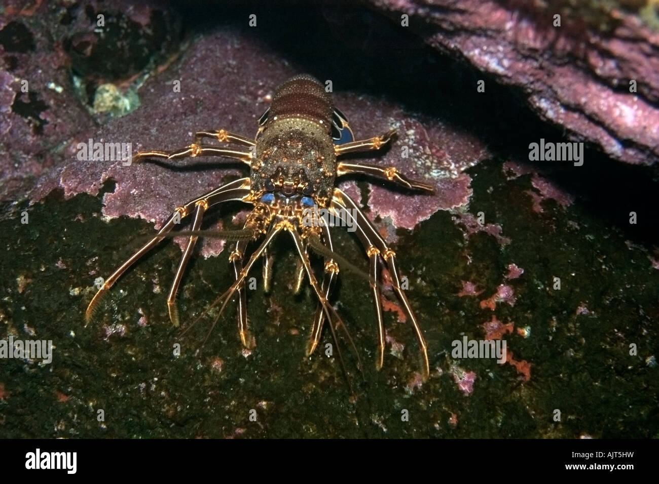 Spiny legs hi-res stock photography and images - Alamy