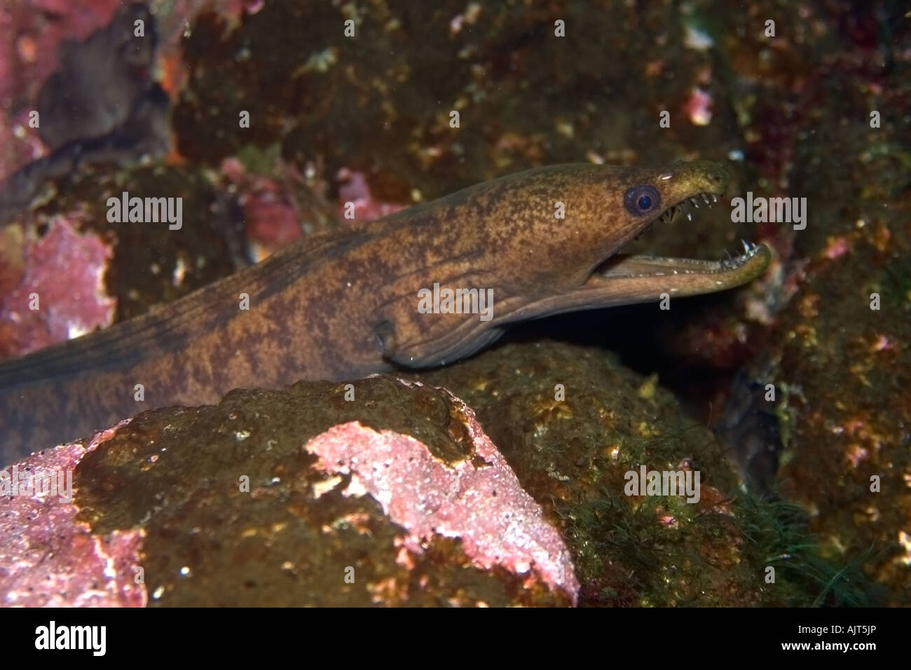 Conger eel conger conger hi-res stock photography and images - Alamy
