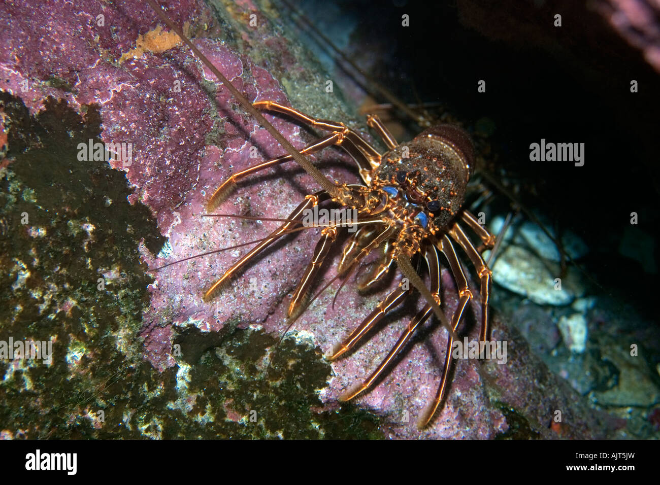 Brown spiny lobster Panulirus echinatus St Peter and St Paul s rocks ...