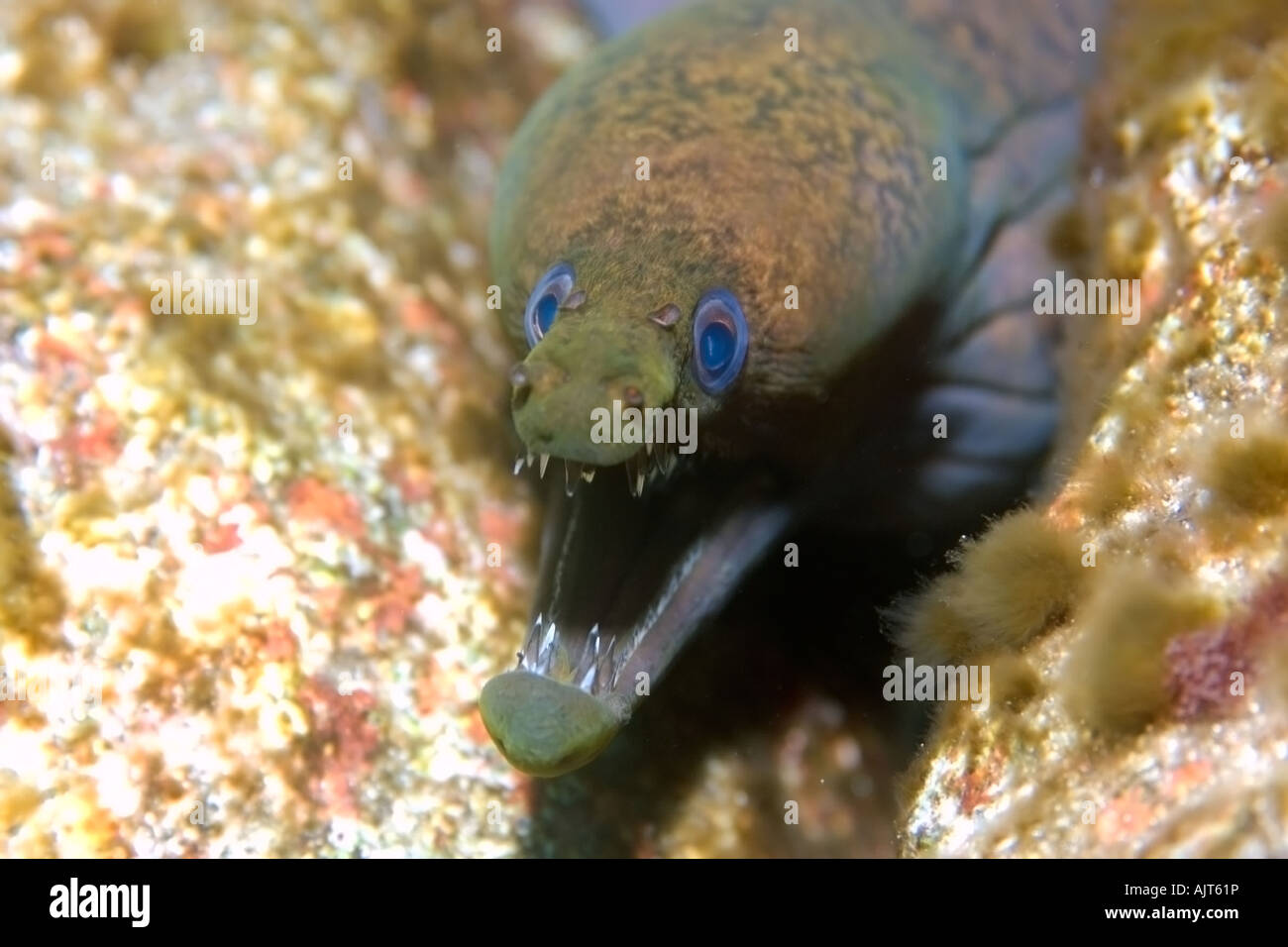 Viper moray or mulatto conger Enchelycore nigricans St Peter and St ...