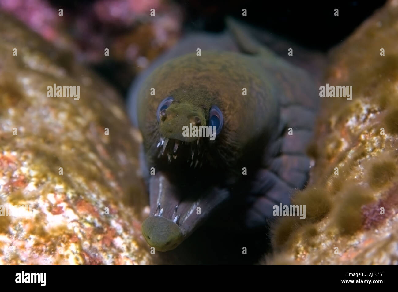 Moray Eel Teeth High Resolution Stock Photography and Images - Alamy