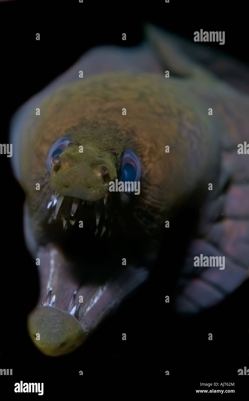 Viper moray or mulatto conger Enchelycore nigricans St Peter and St ...