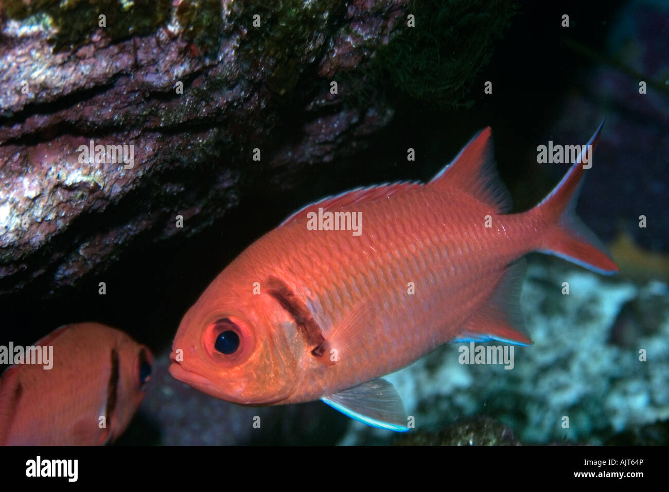 Blackbar soldierfish Myripristis jacobus St Peter and St Paul s rocks ...