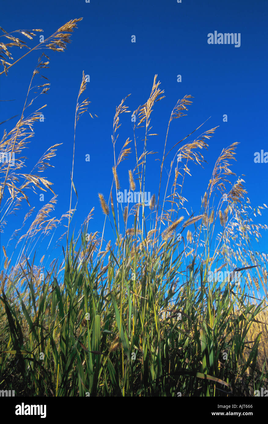 Ham3503 hi-res stock photography and images - Alamy