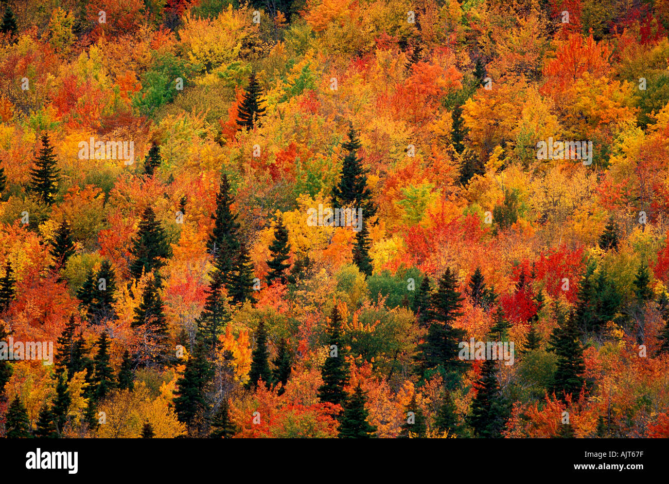 CANADA Nova Scotia Cabot Trail a scenic panorama of brilliant autumn ...