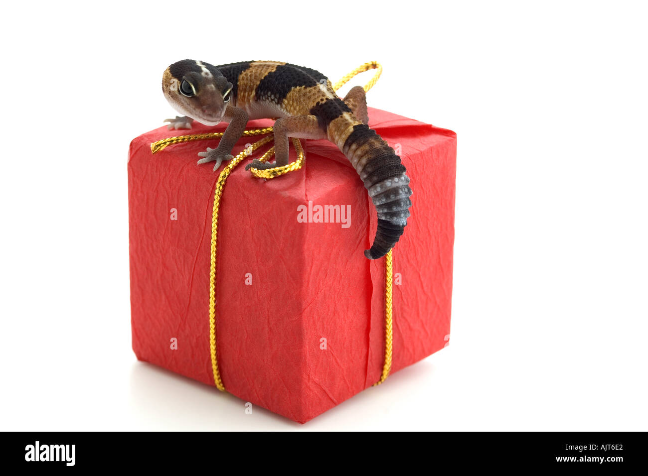 Odd lizard hi-res stock photography and images - Alamy