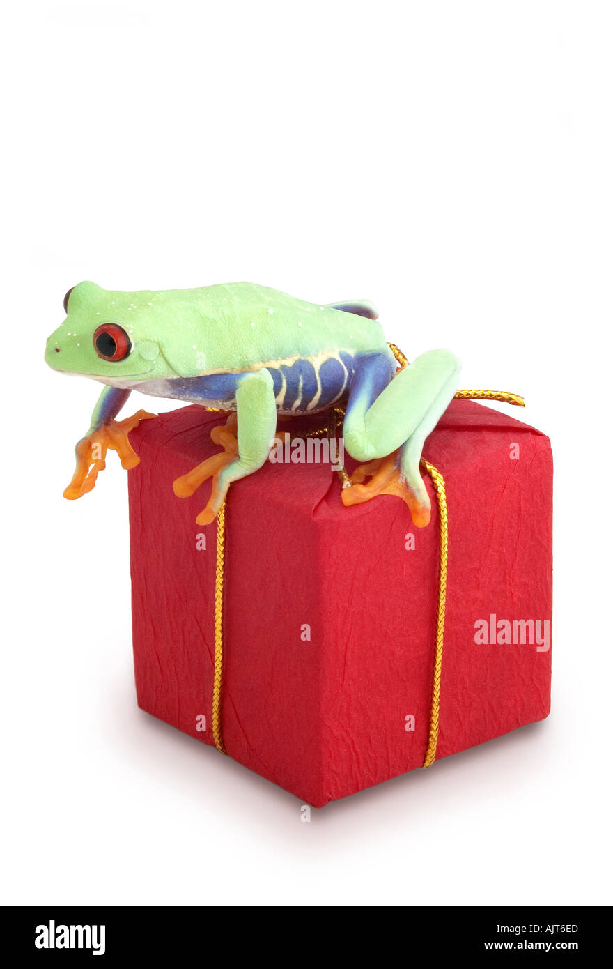 Christmas frog hi-res stock photography and images - Alamy