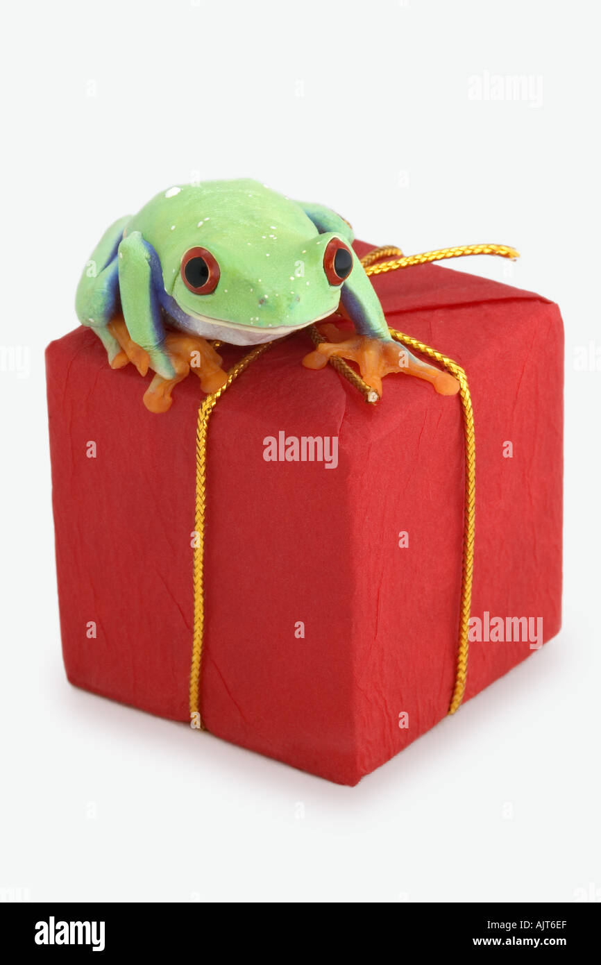 Frog sitting on red package Stock Photo - Alamy