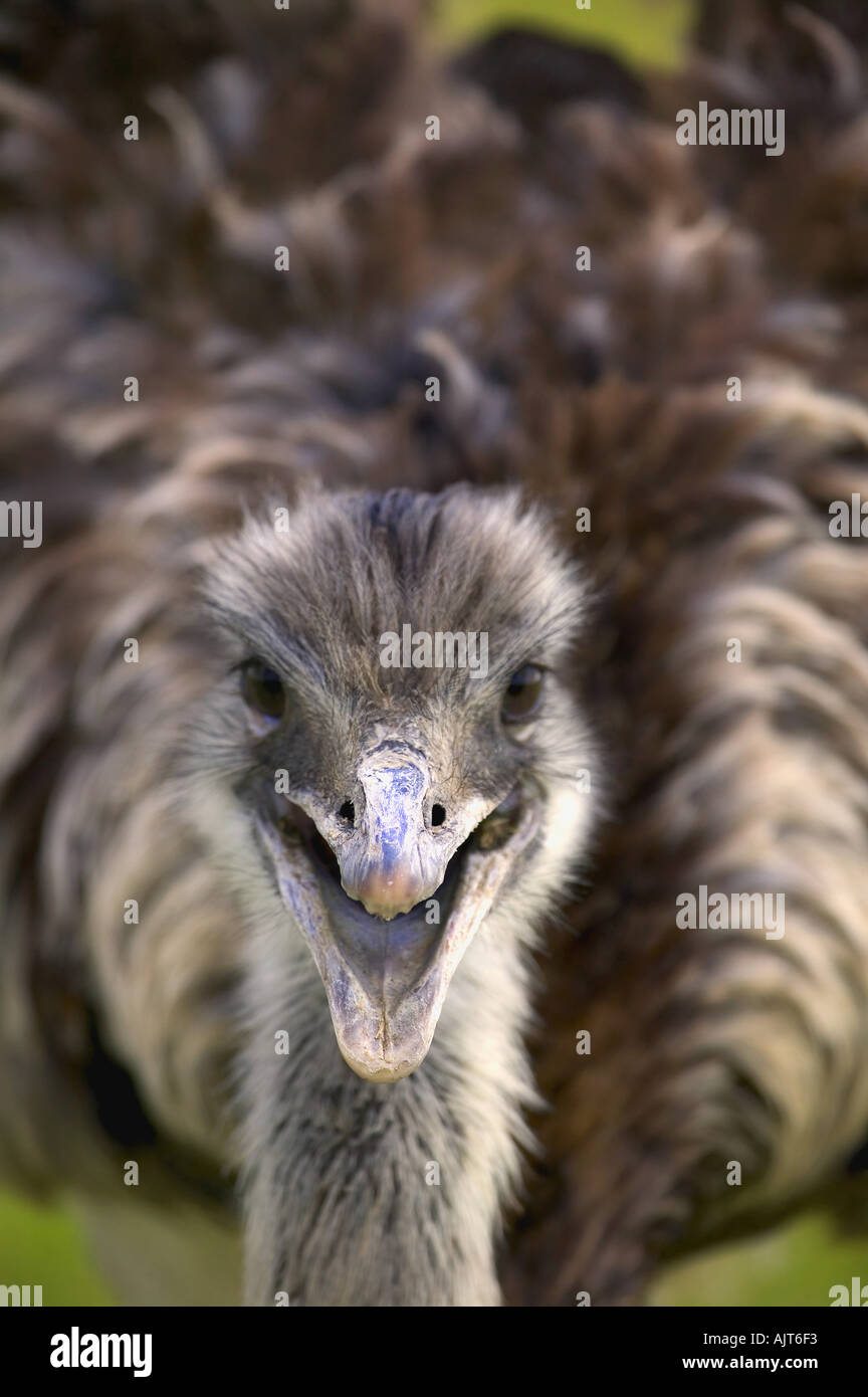 An animal the Emu Stock Photo - Alamy