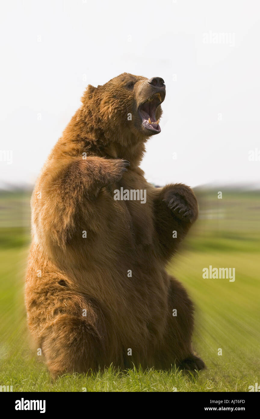 Bear stance hi-res stock photography and images - Alamy