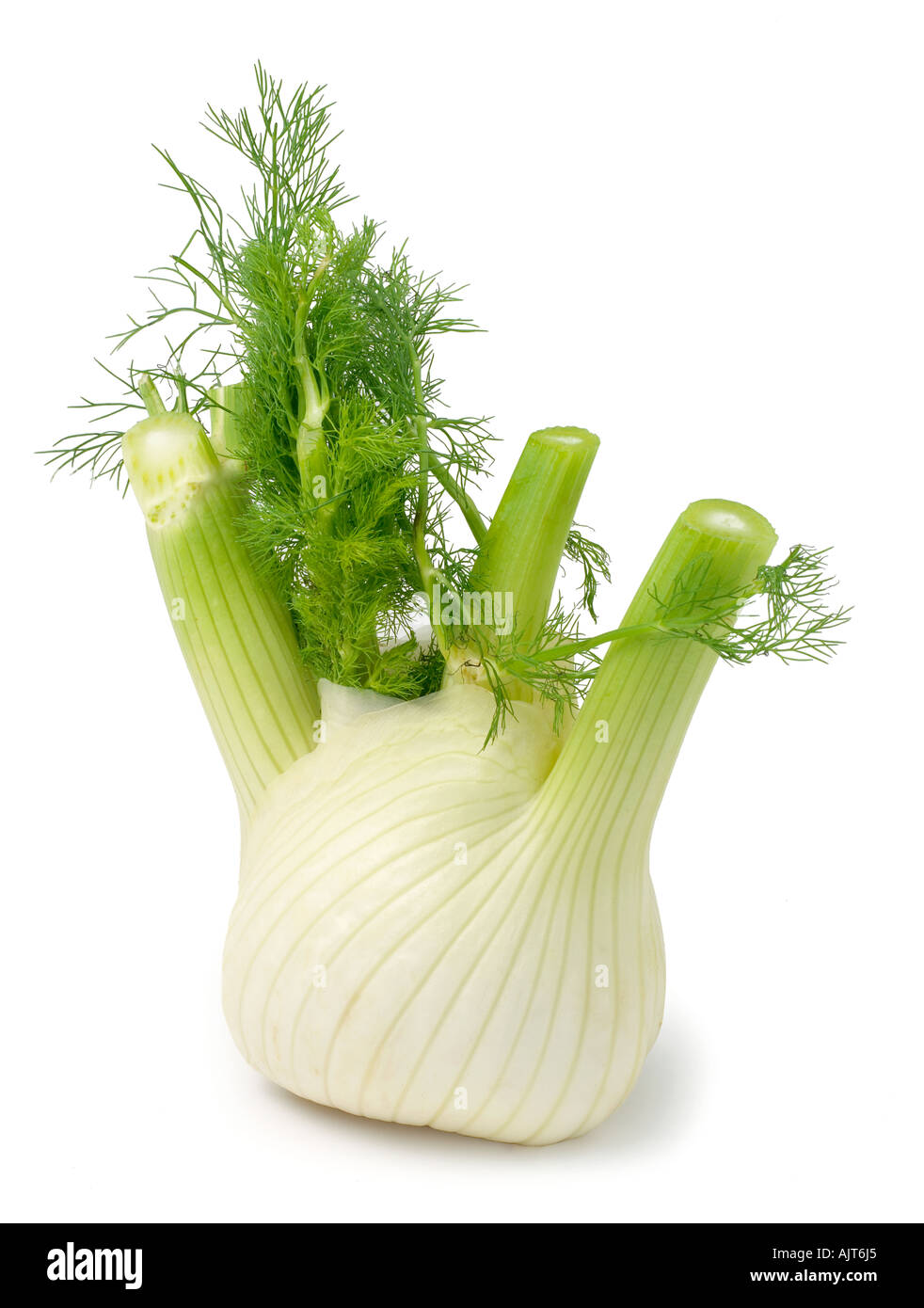 Fennel cut out on a white background Stock Photo - Alamy