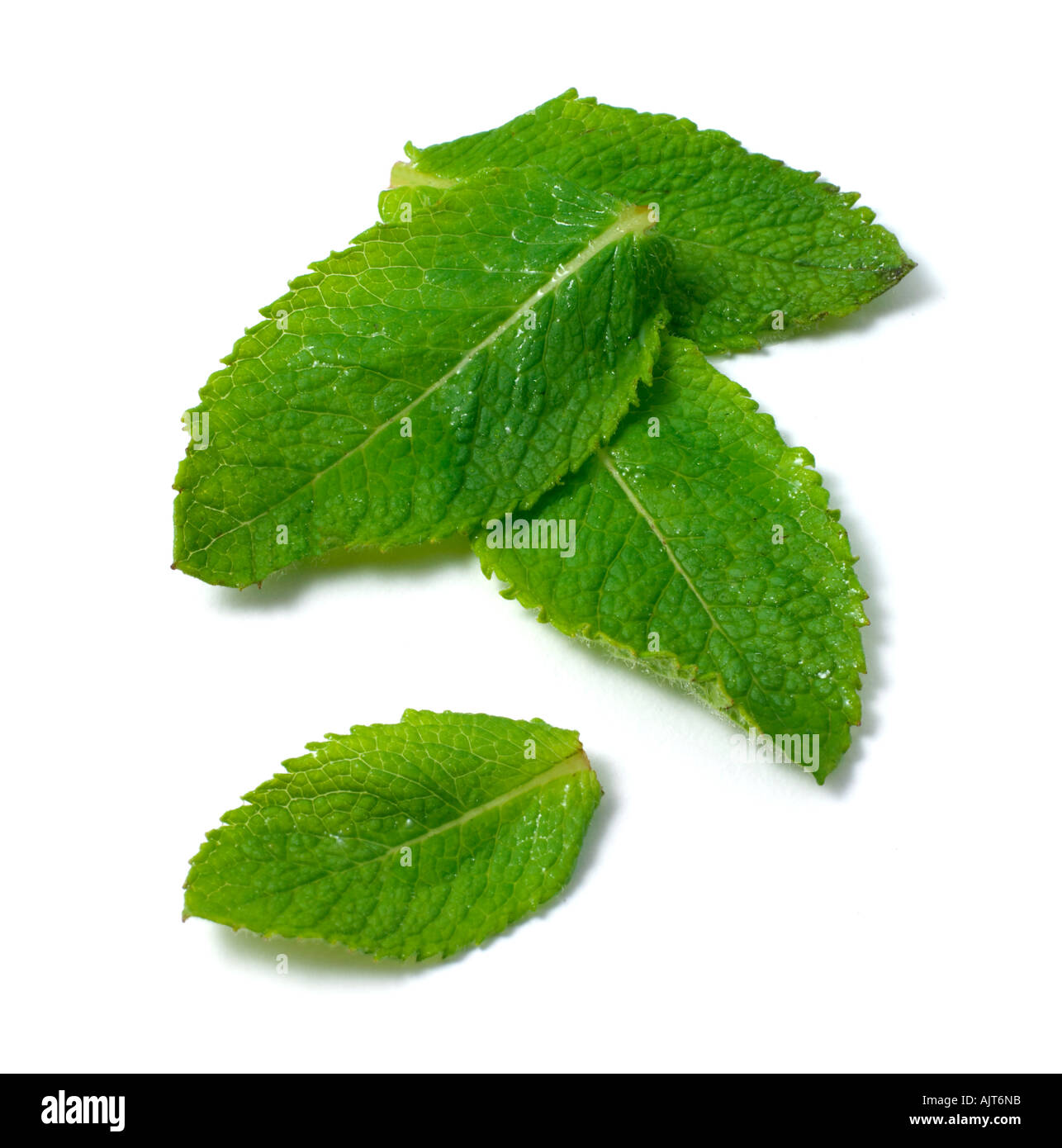 Mint leaf cut out on a white background Stock Photo - Alamy