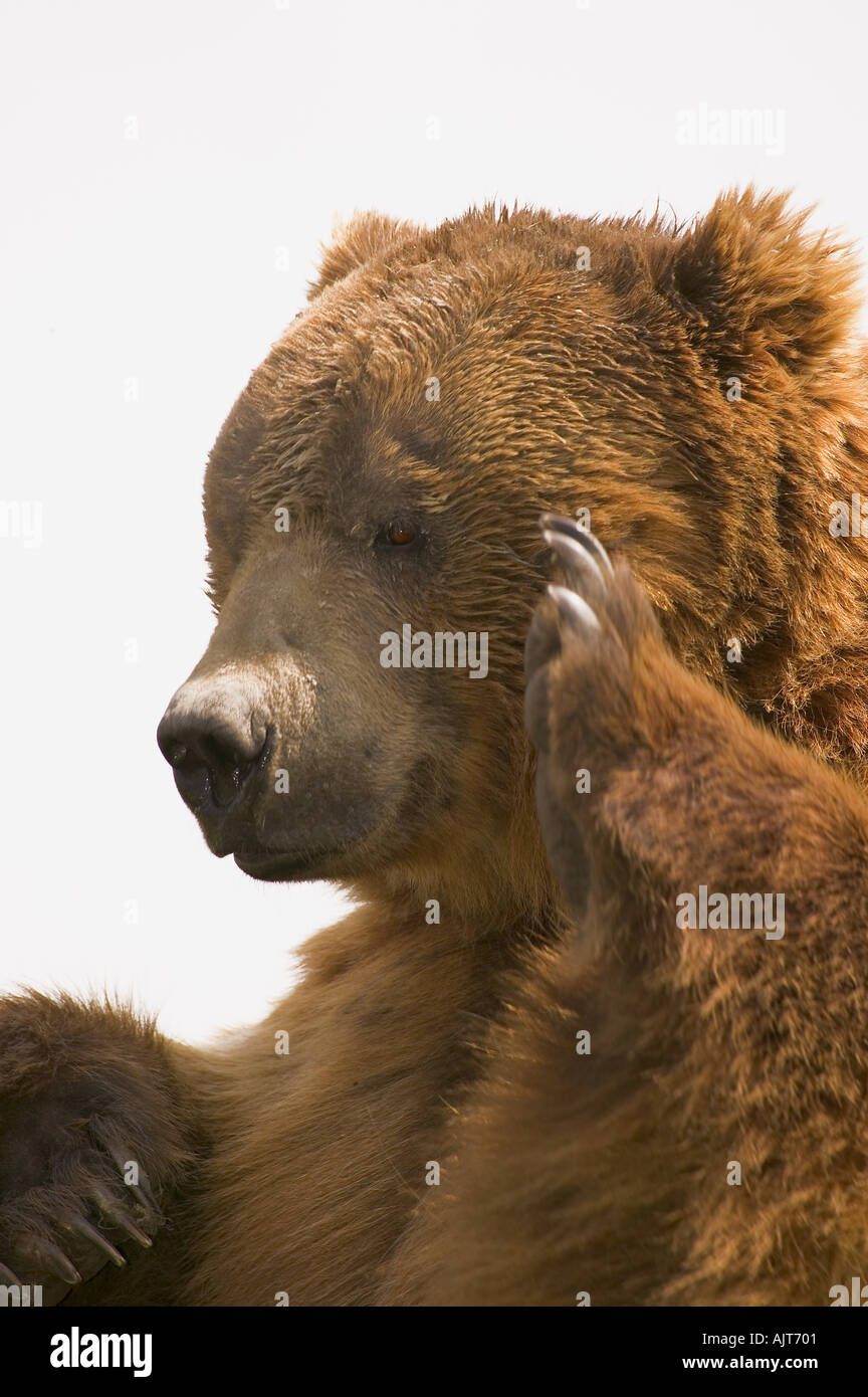 Bear with paw going to face Stock Photo - Alamy