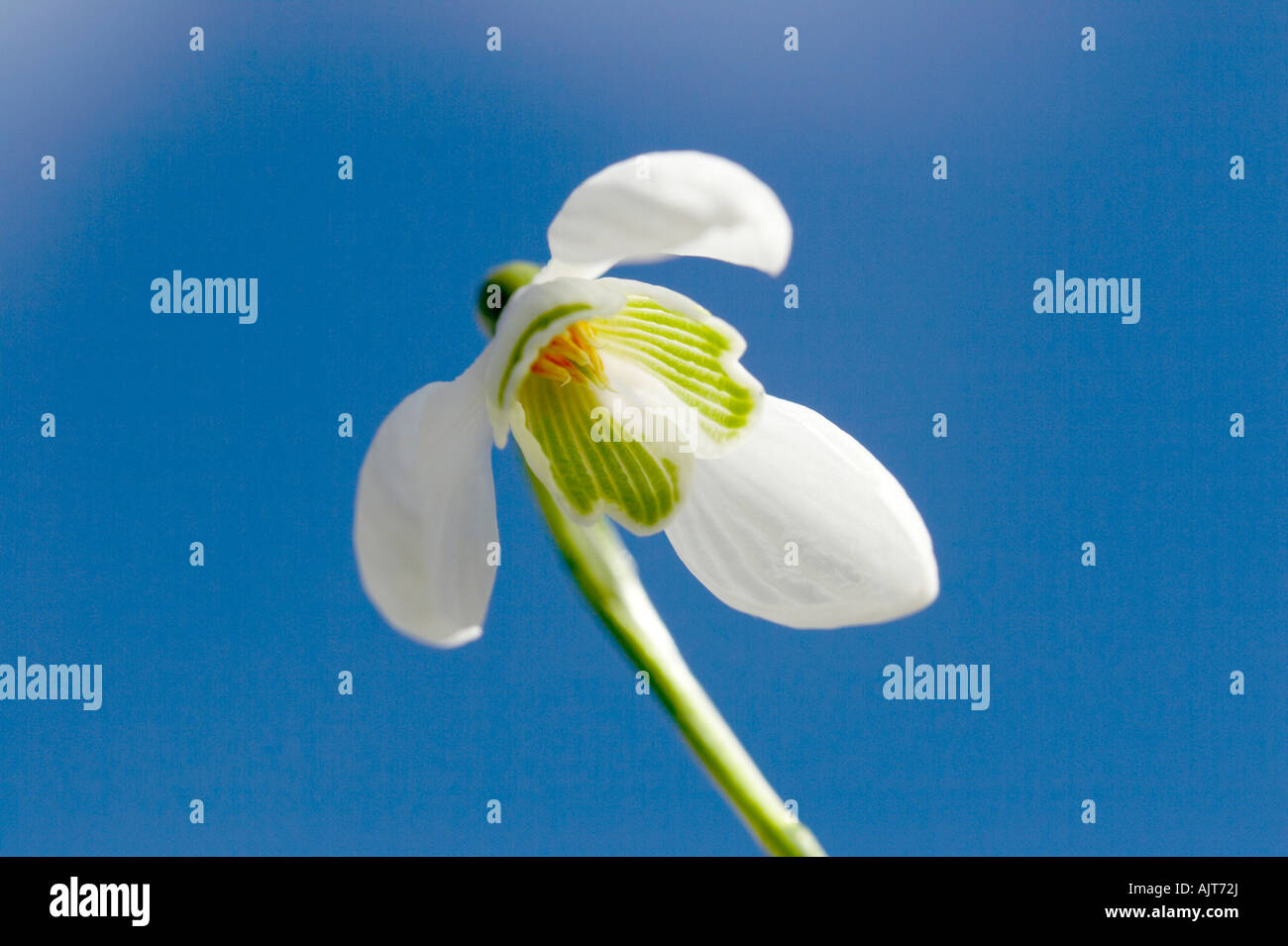 Snowdrop flower against blue sky Stock Photo - Alamy