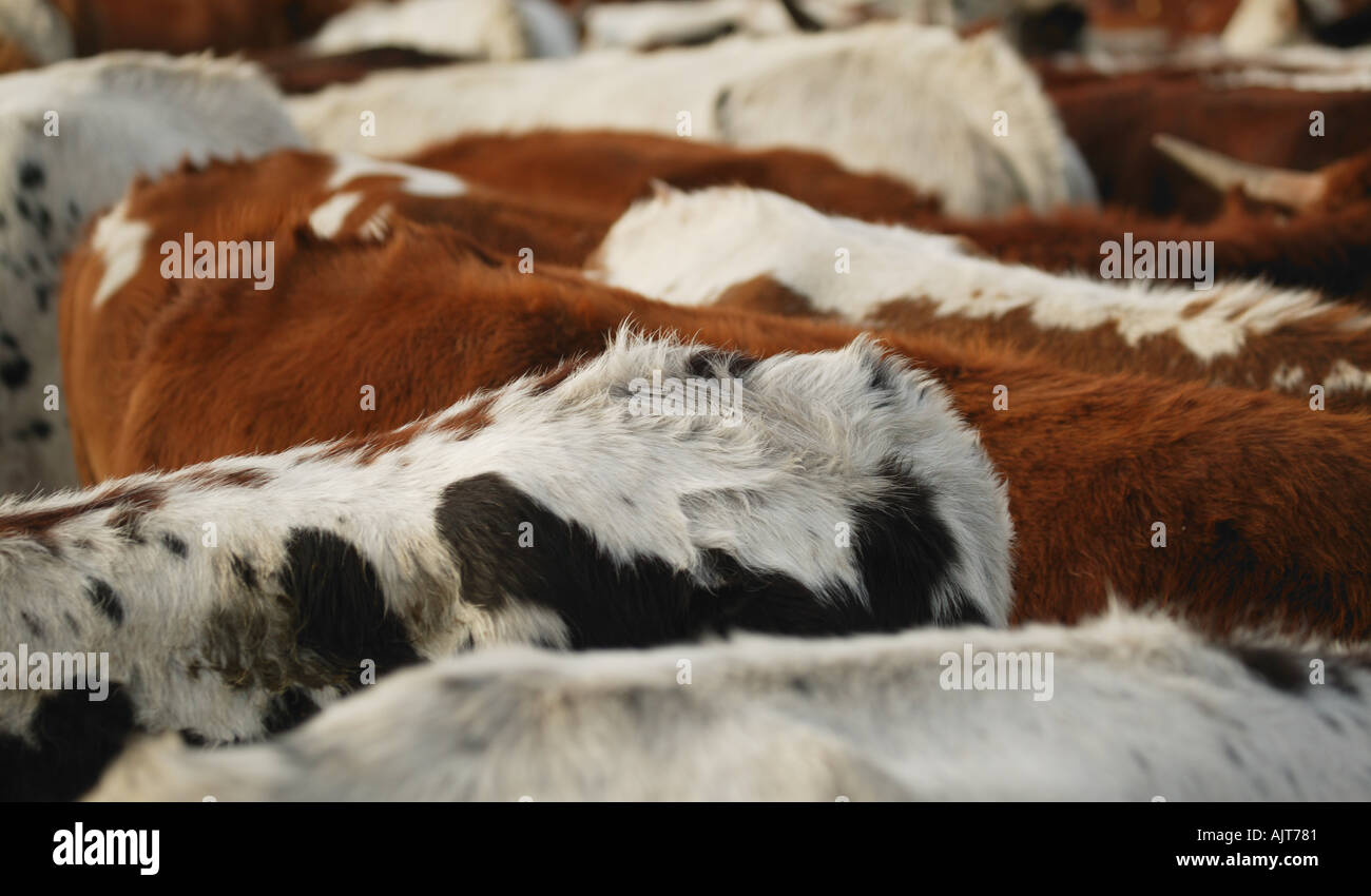 Cattle stampede hi-res stock photography and images - Alamy