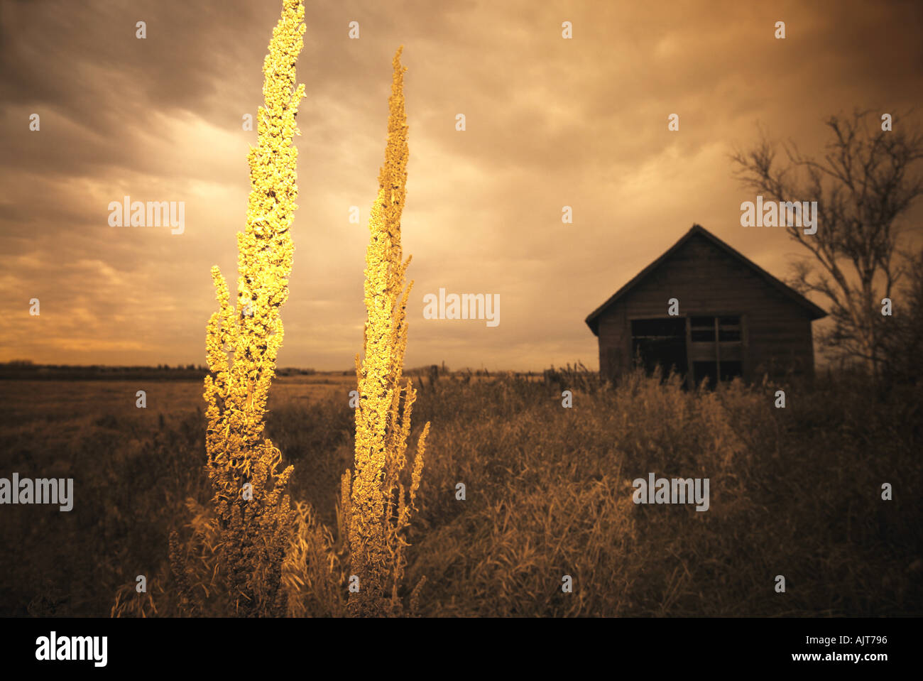Farm building in field Stock Photo - Alamy