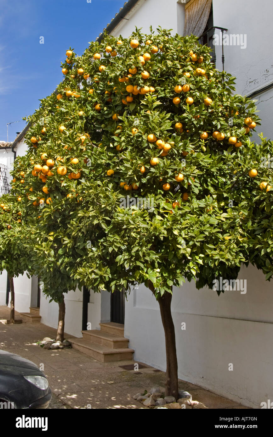 Orange tree growing in the street in Ronda, Spain Stock Photo - Alamy