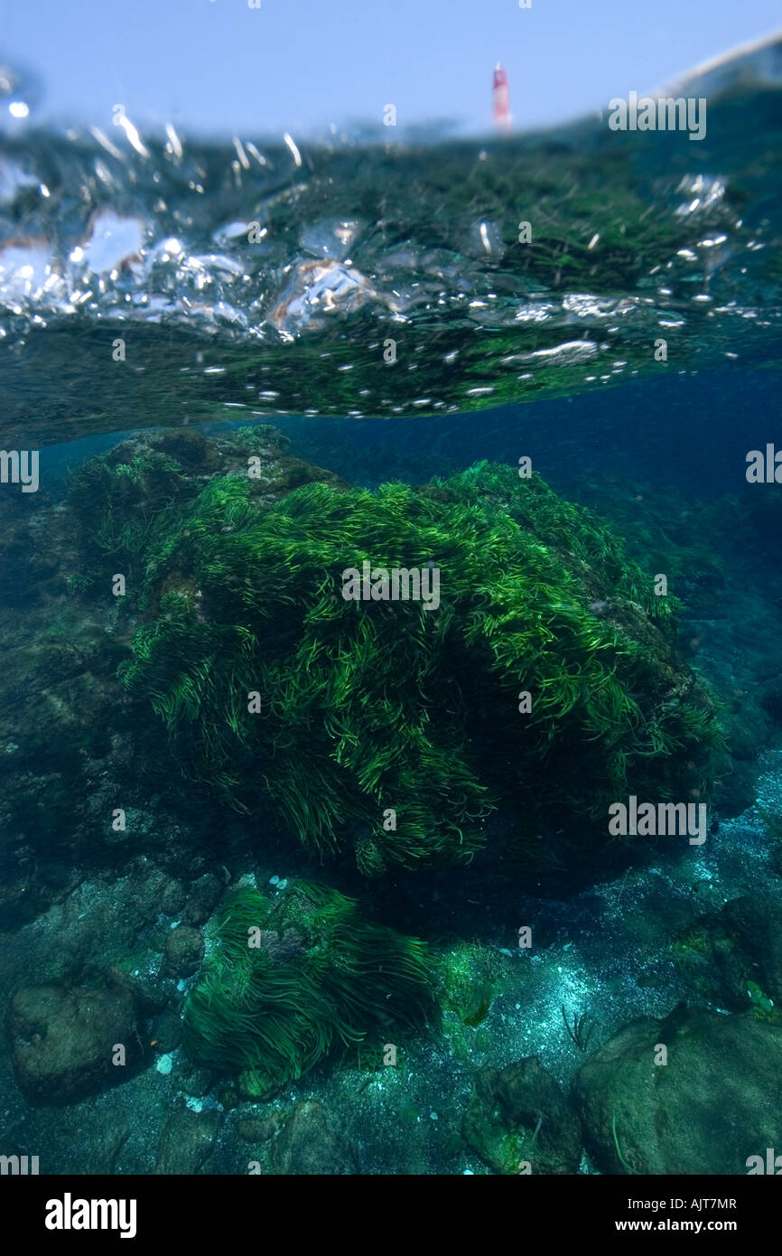 Split image of rocks and underwater substrate St Peter and St Paul s ...
