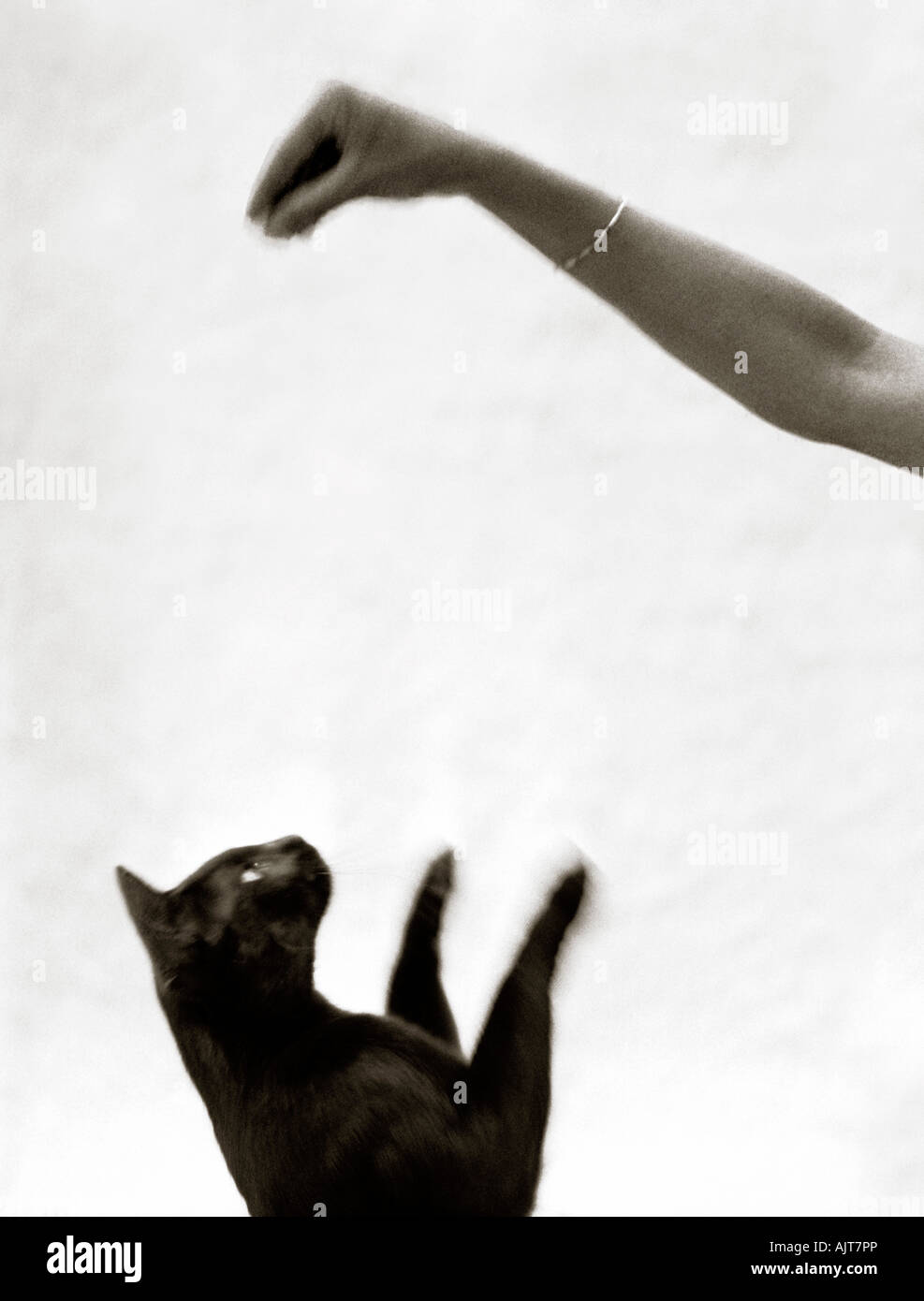 Cat and hand Stock Photo - Alamy